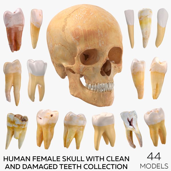 Skull 3D Models for Download | TurboSquid