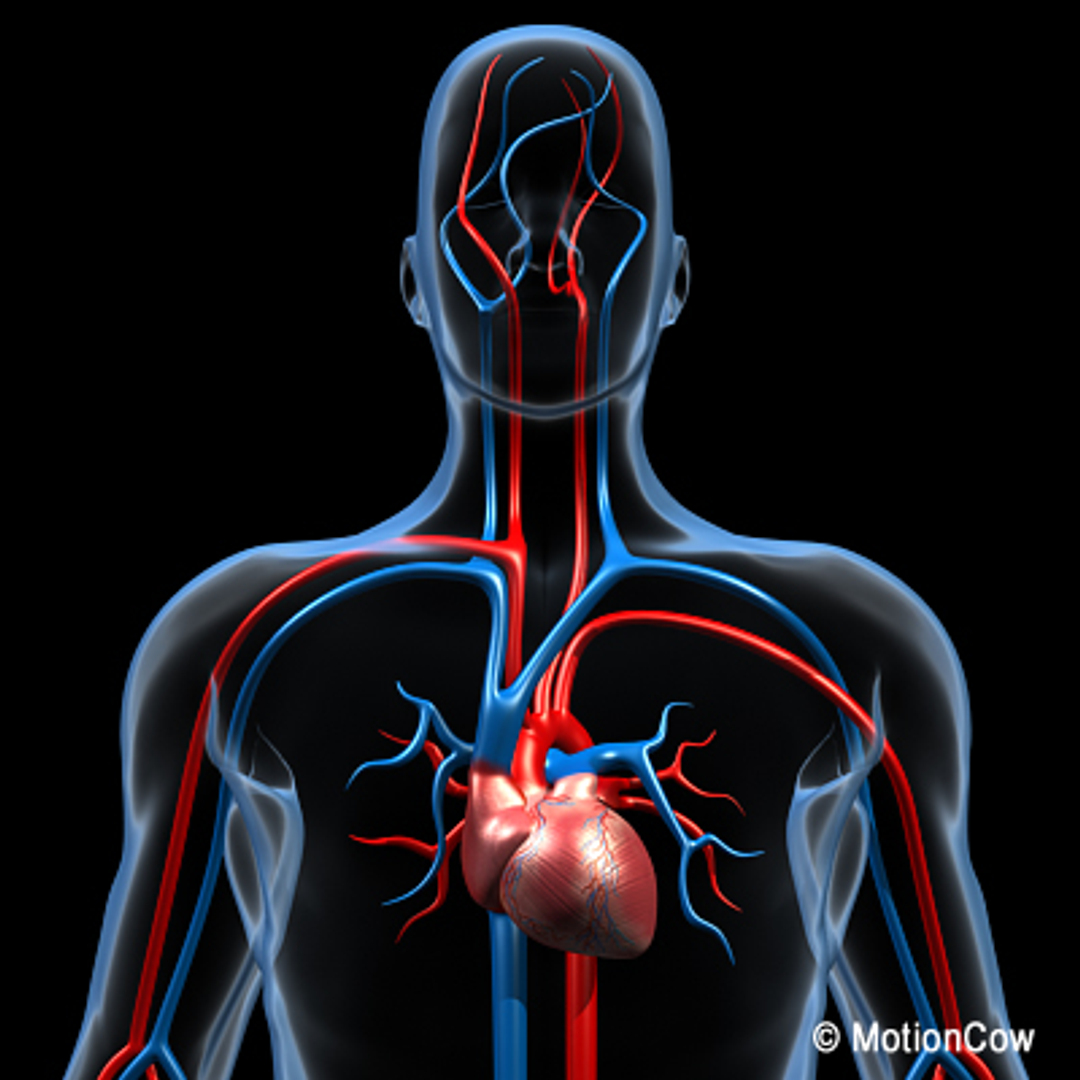 cardiovascular human organ 3d model