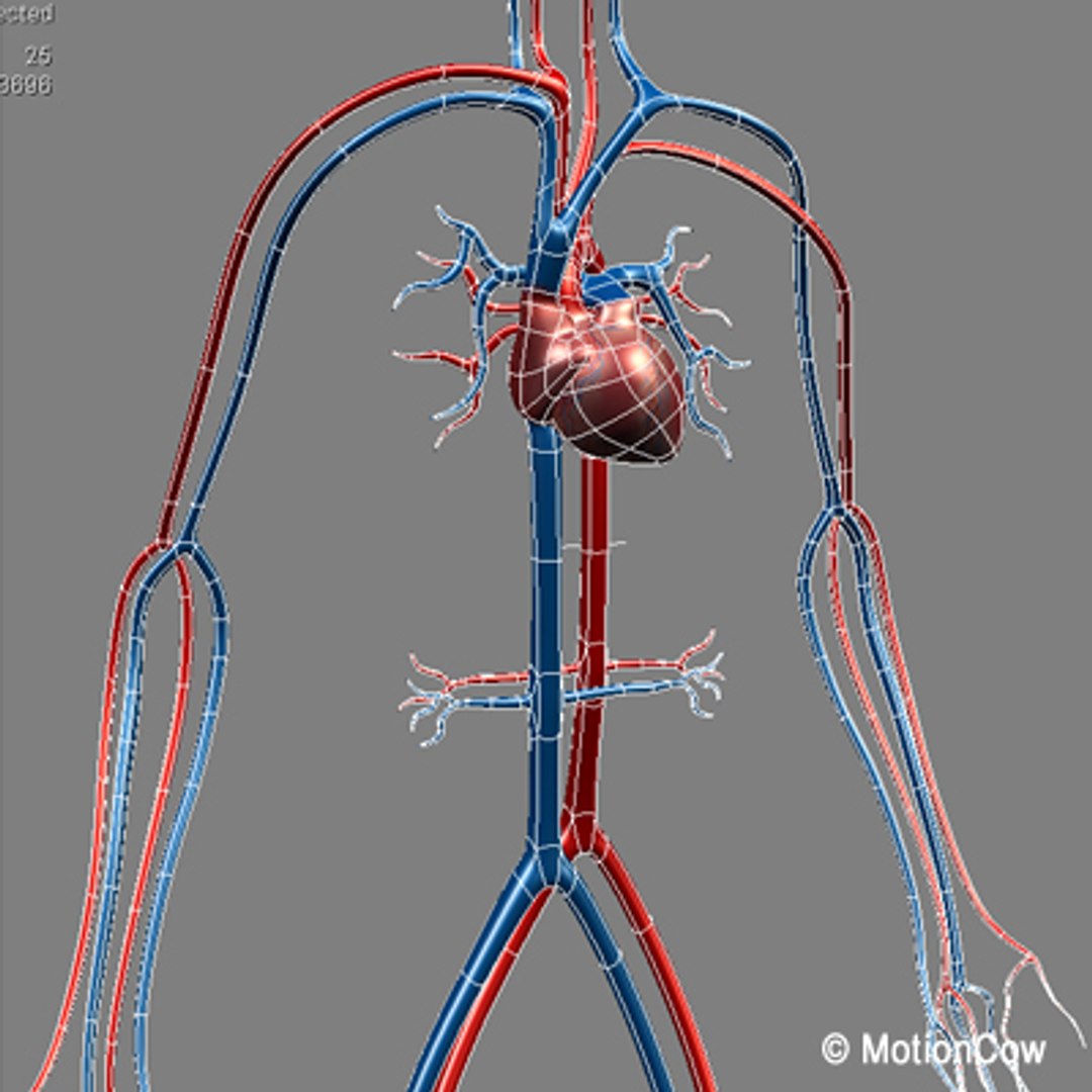 Cardiovascular Human Organ 3d Model