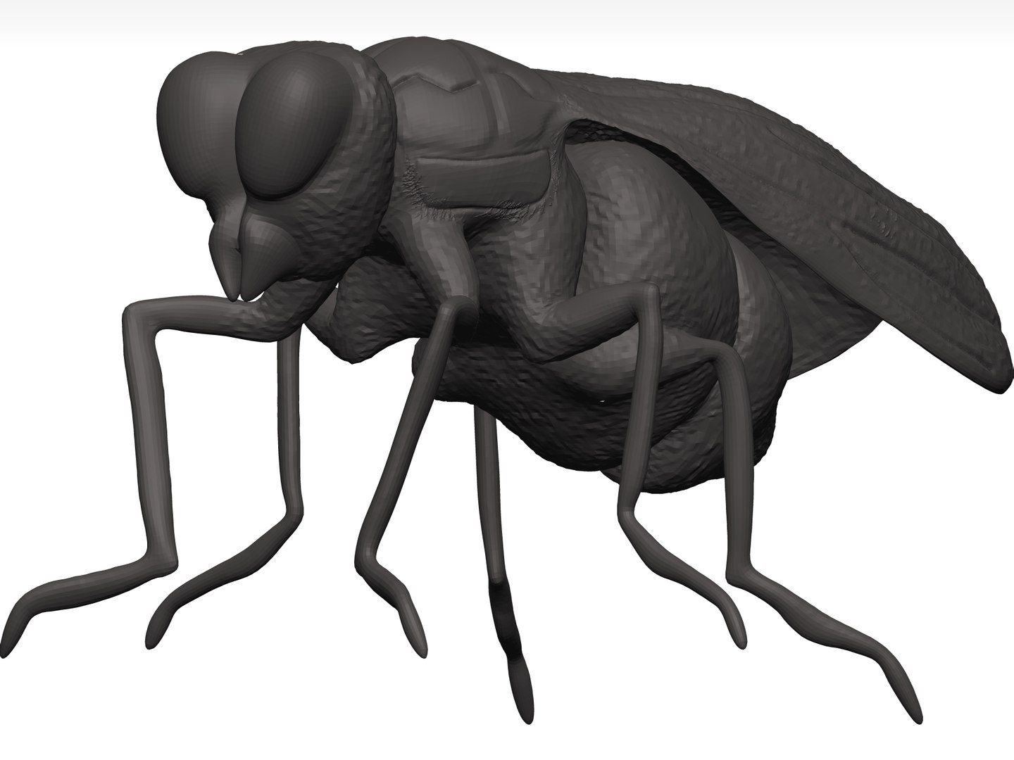 3D Fly Stl - TurboSquid 1774181