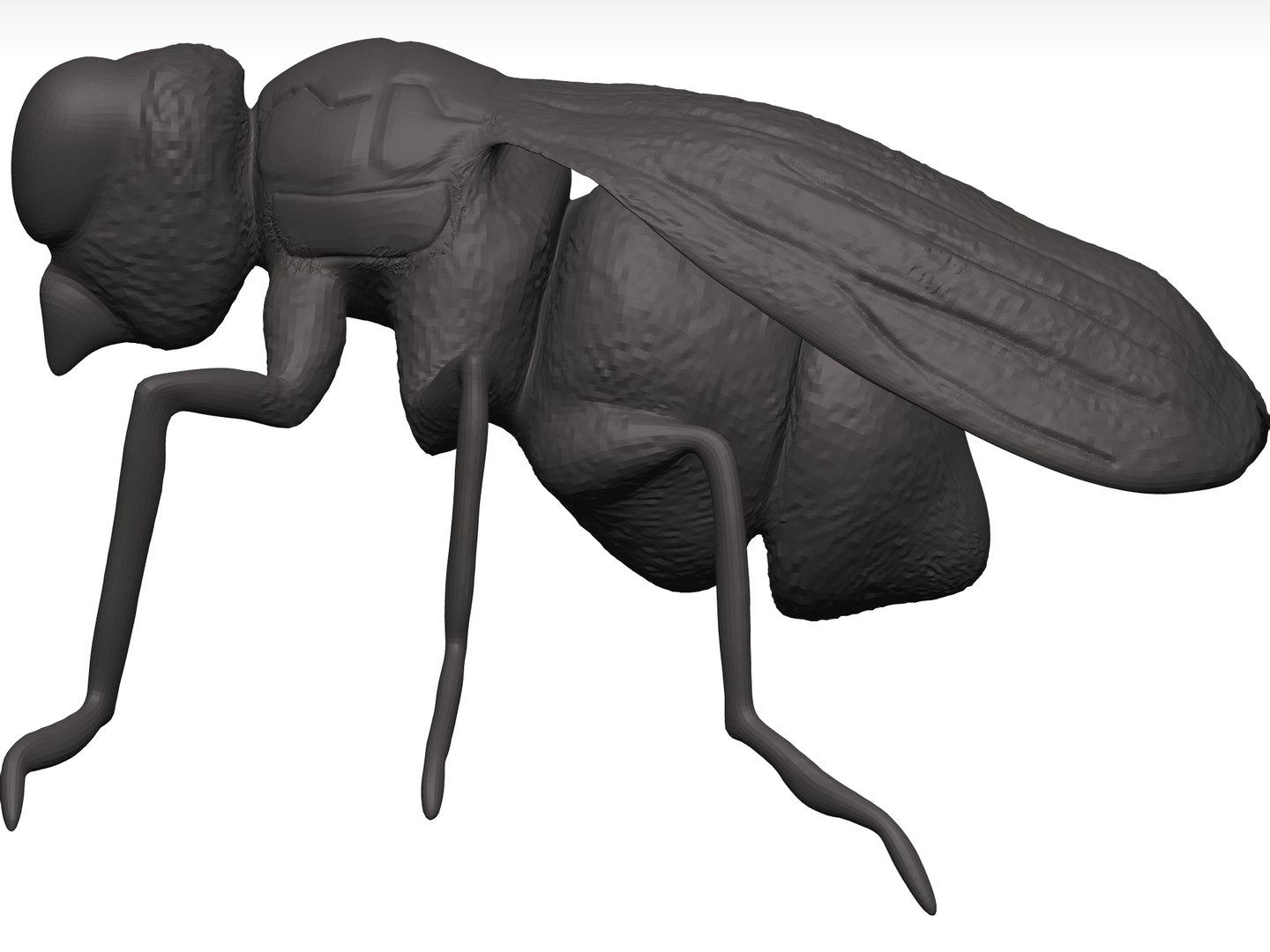 3D Fly Stl - TurboSquid 1774181