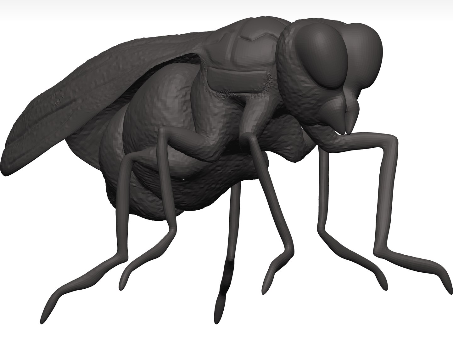 3D Fly Stl - TurboSquid 1774181