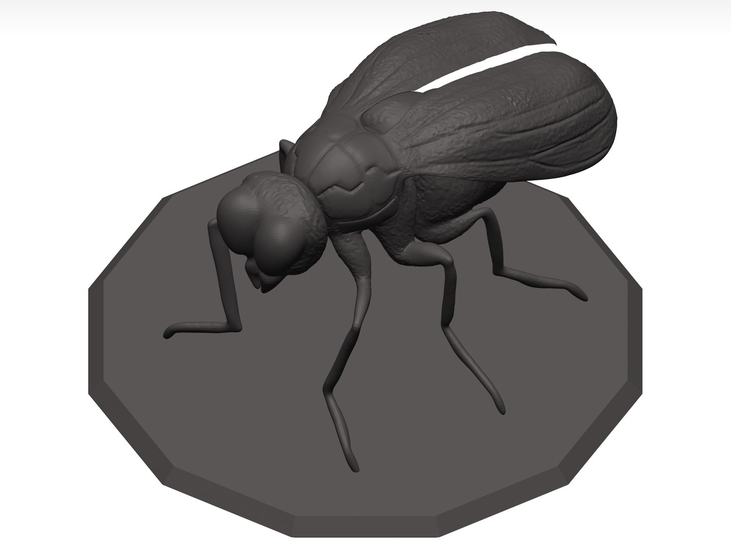 3D Fly Stl - TurboSquid 1774181