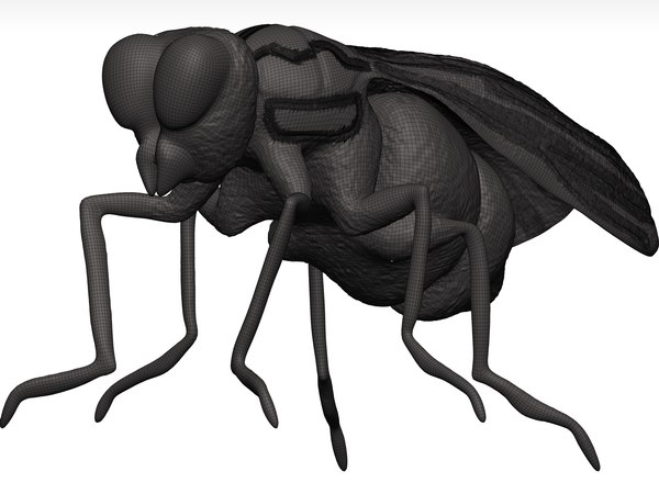 3D Fly Stl - TurboSquid 1774181