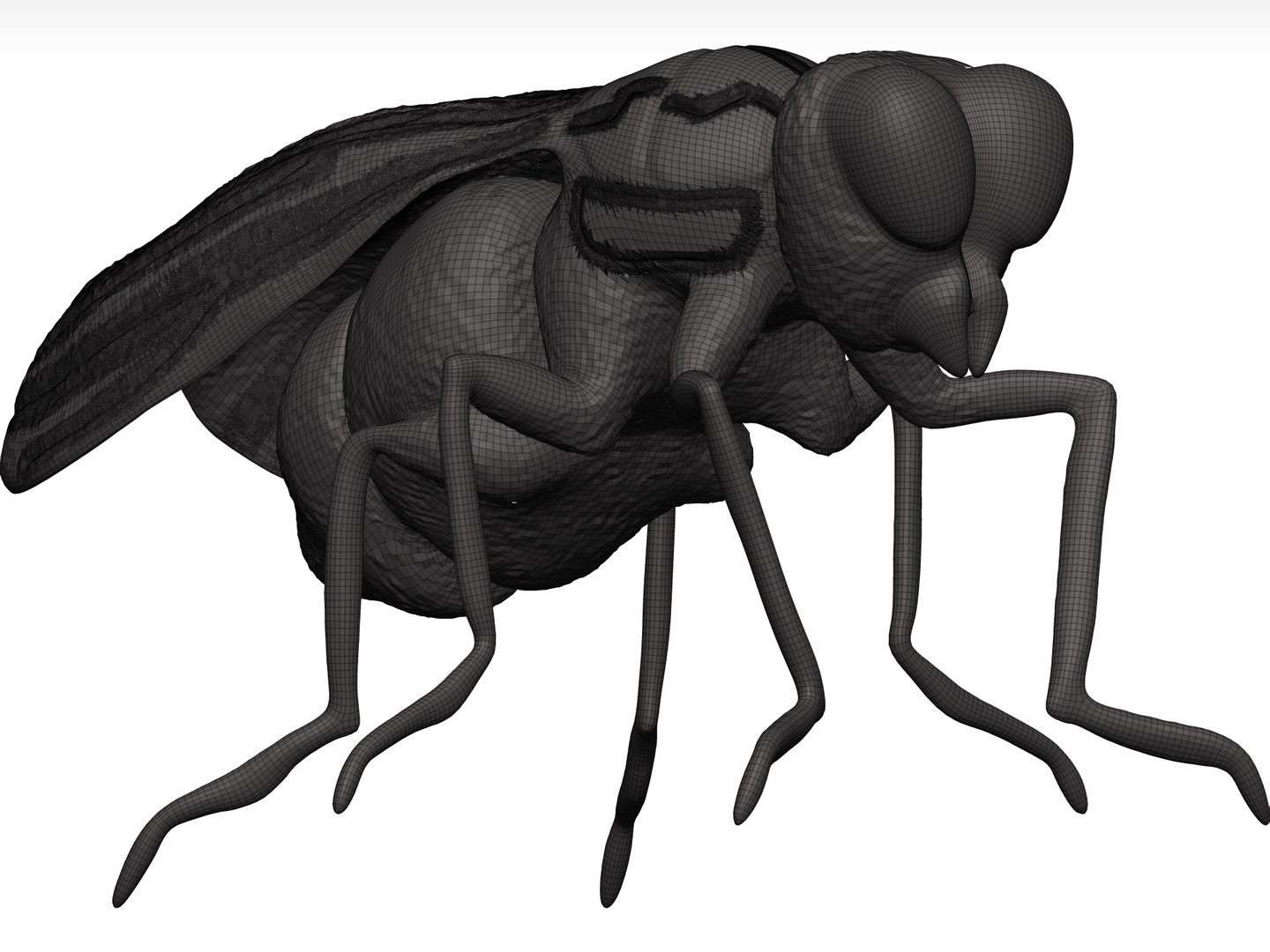 3D Fly Stl - TurboSquid 1774181
