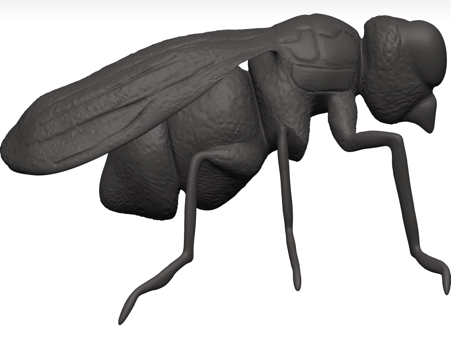 3D Fly Stl - TurboSquid 1774181