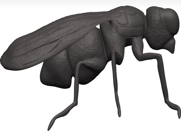 3D Fly Stl - TurboSquid 1774181