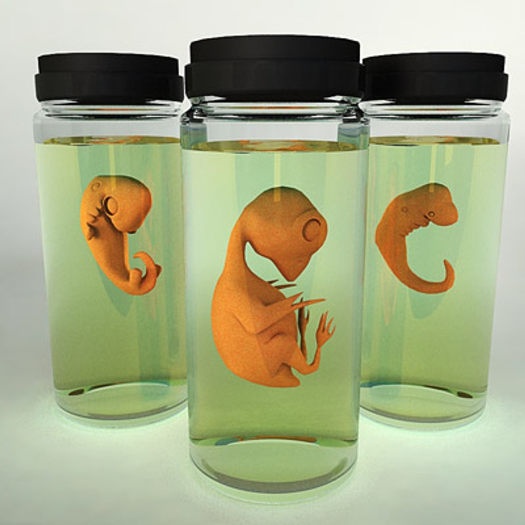 3d Chicken Embryo Model