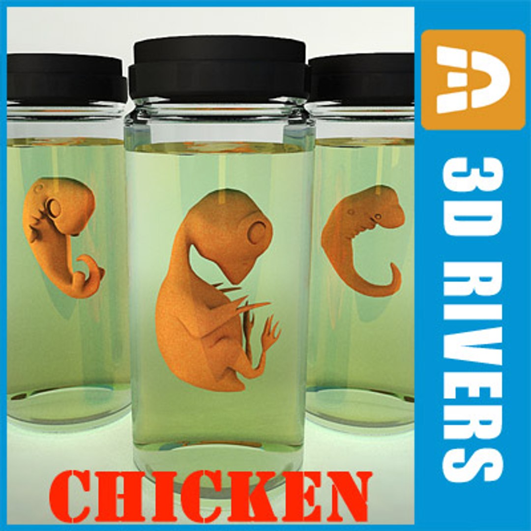 3d Chicken Embryo Model