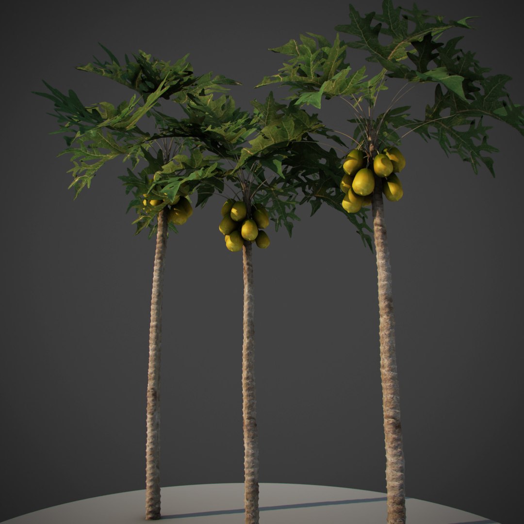 Plant Papaya Animation 3D - TurboSquid 1243585