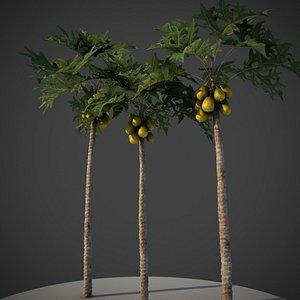 3D Tree Papaya Models - Browse & Download Formats - TurboSquid