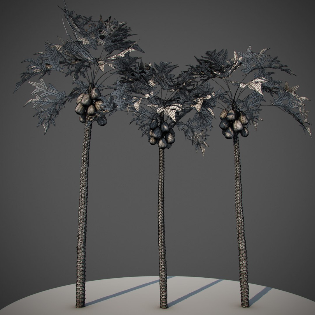 Plant Papaya Animation 3D - TurboSquid 1243585