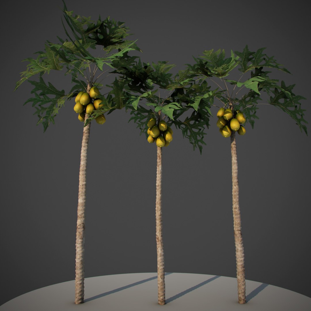 Plant Papaya Animation 3D - TurboSquid 1243585
