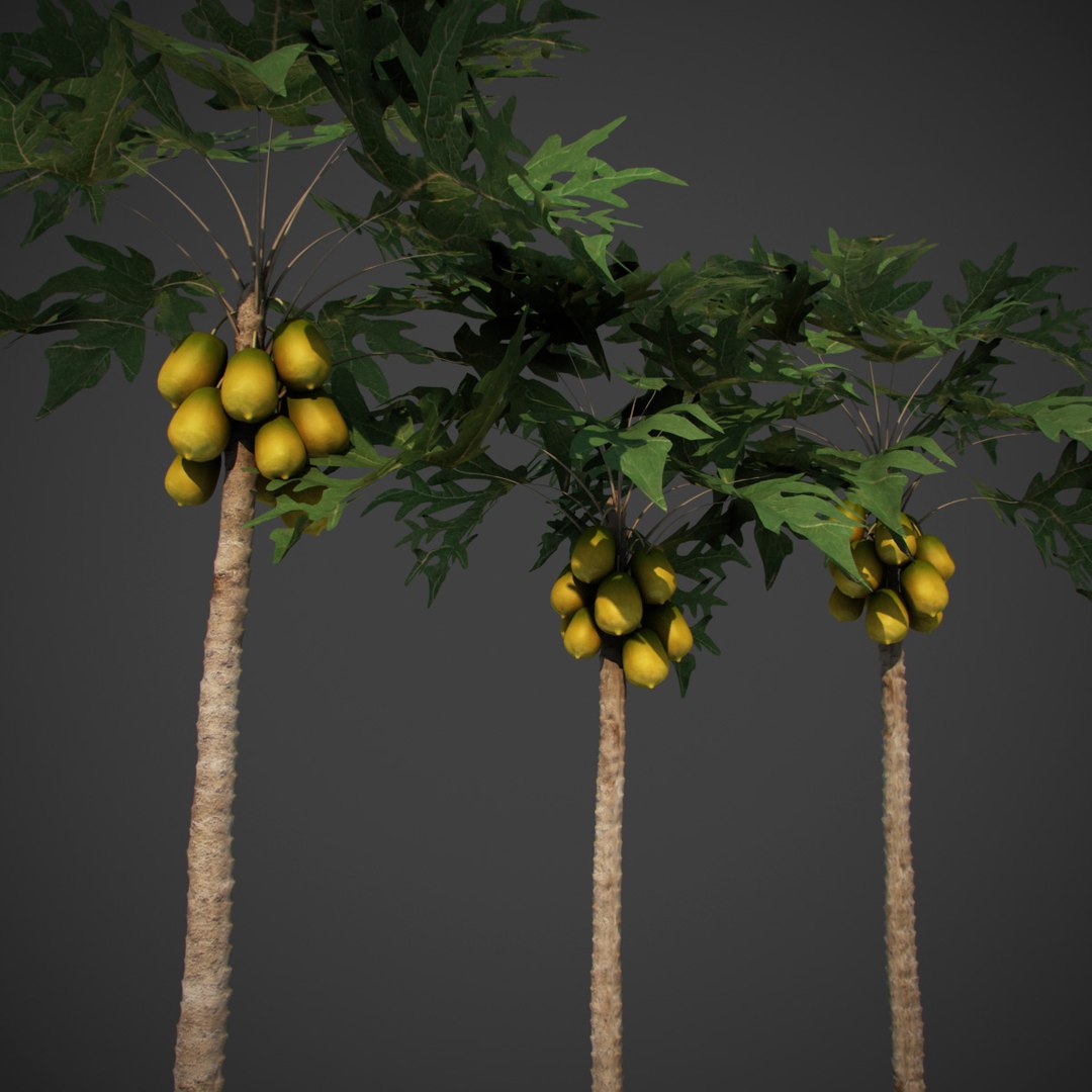 Plant Papaya Animation 3D - TurboSquid 1243585