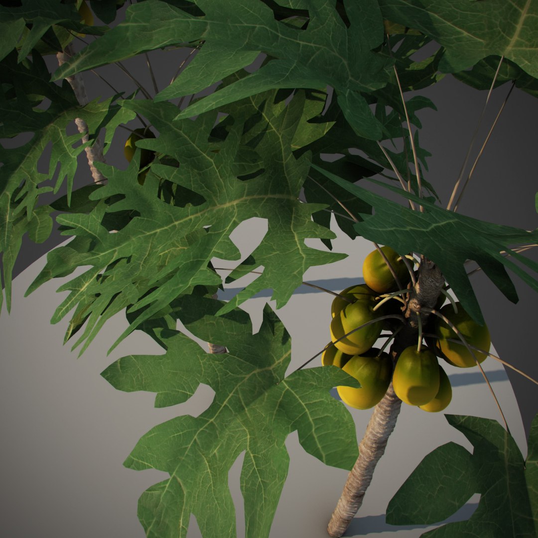 Plant Papaya Animation 3D - TurboSquid 1243585