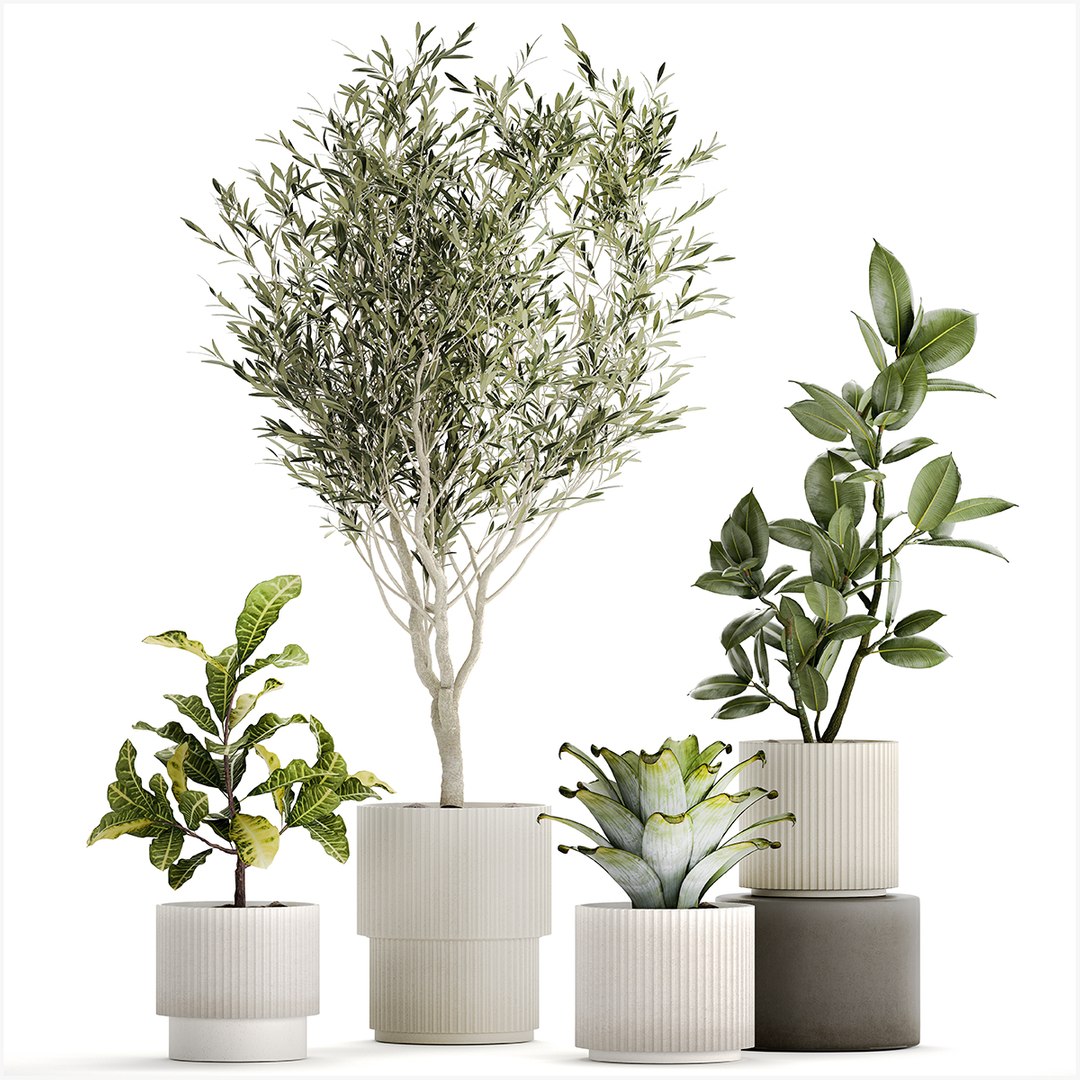 3D Set Of Beautiful Small Potted Plants Olive Croton Ficus Tree 1434 ...