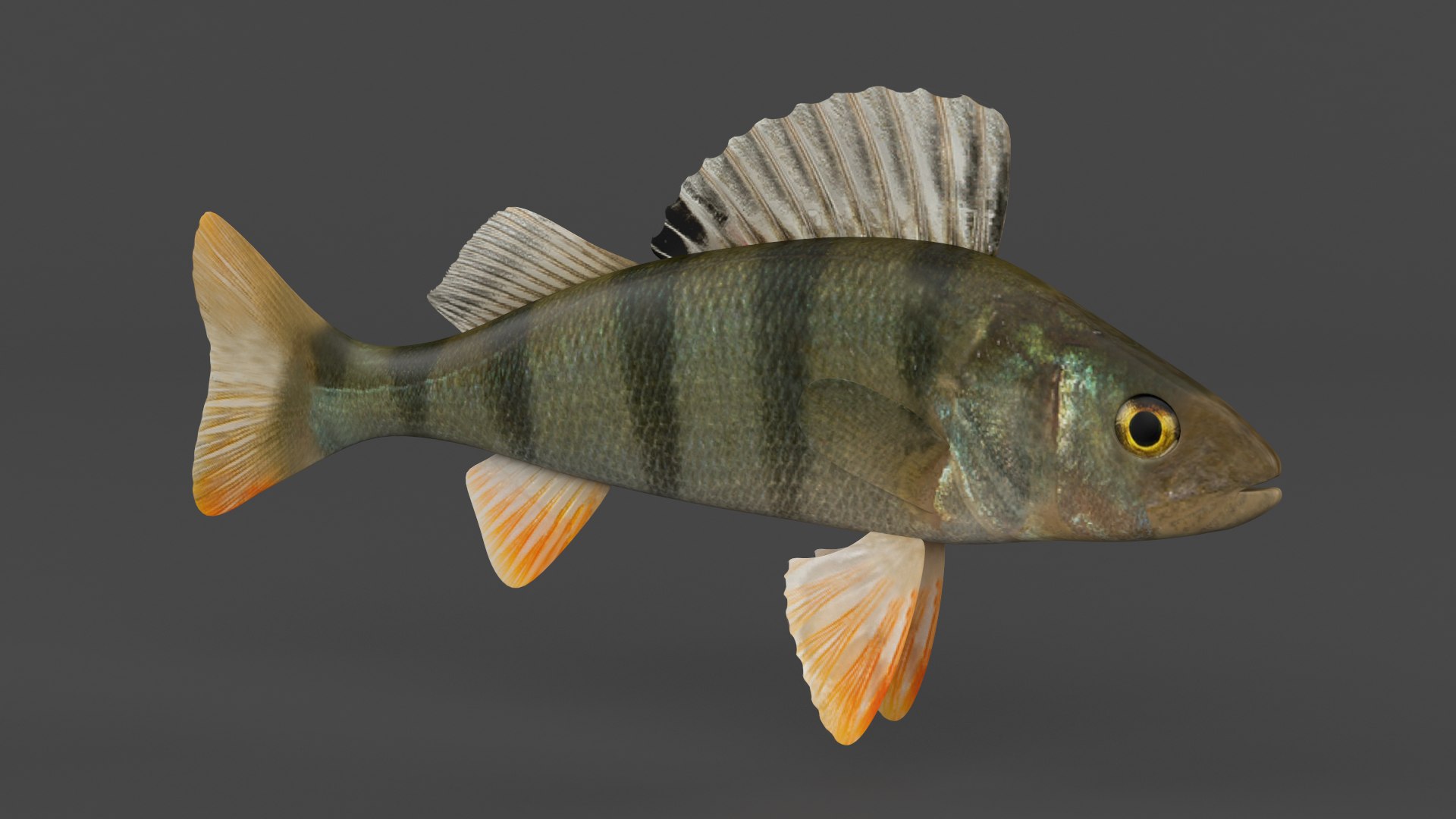 3D Perch Fish Model - TurboSquid 2193604