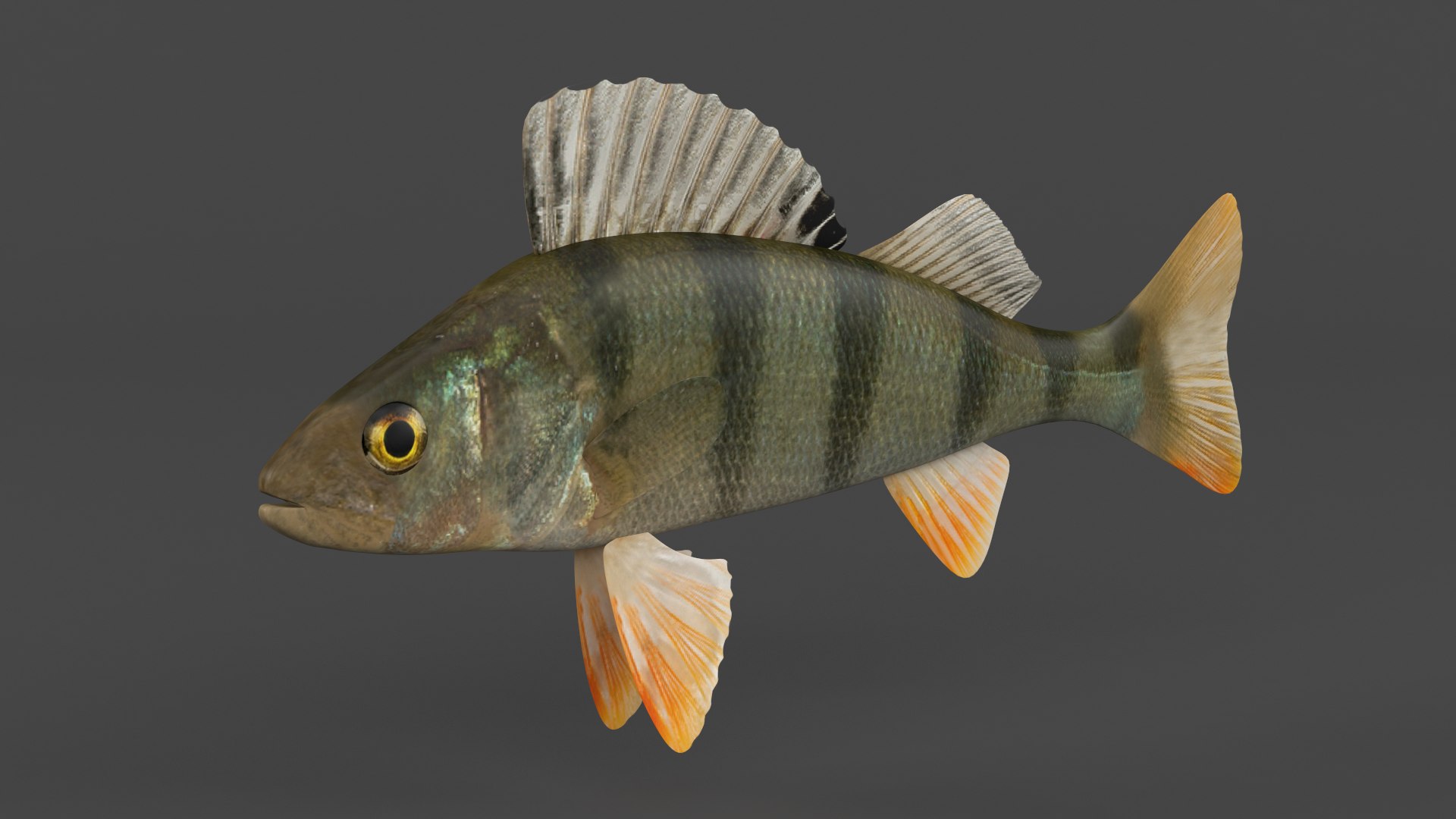 3D Perch Fish Model - TurboSquid 2193604