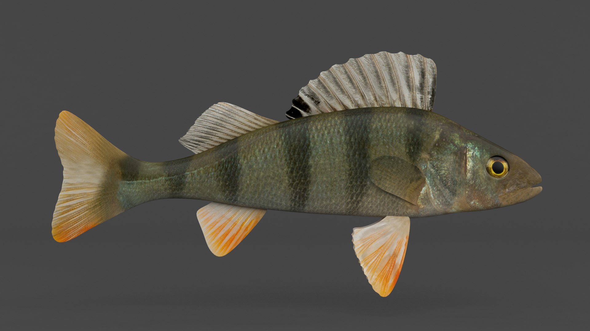 3D Perch Fish Model - TurboSquid 2193604