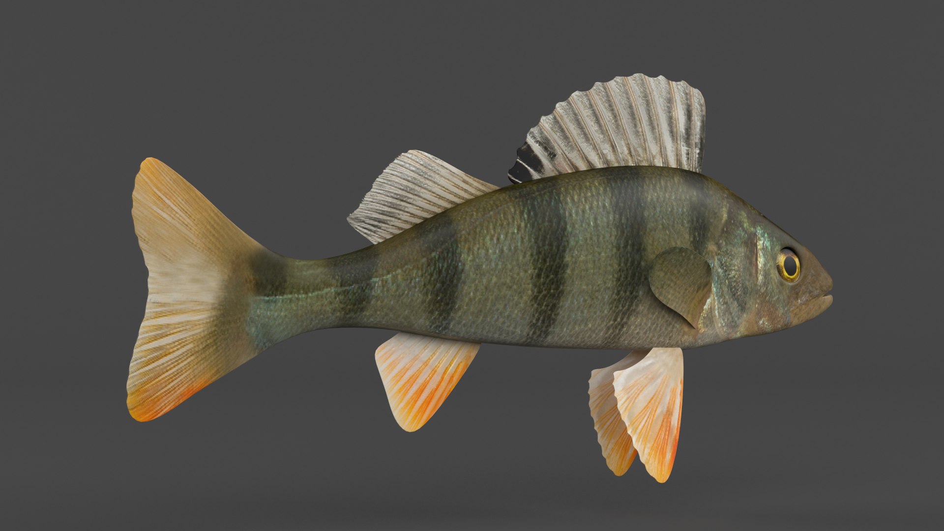 3D Perch Fish Model - TurboSquid 2193604