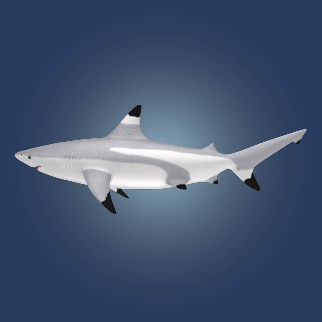 3D Aquatic Animals - TurboSquid 1399429