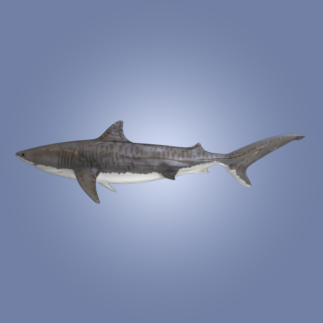 3D Aquatic Animals - TurboSquid 1399429