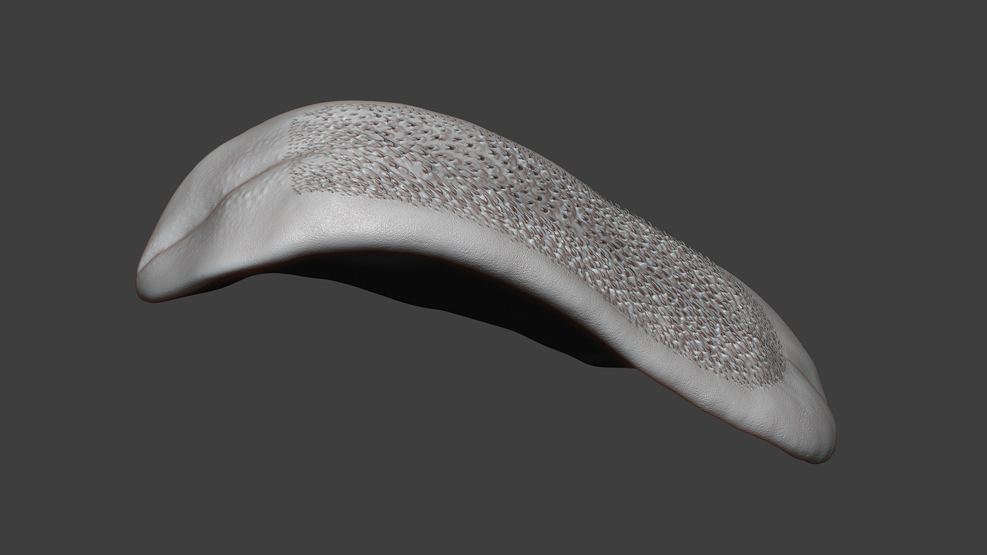 3D Cat Mouth ZBrush Sculpt Model - TurboSquid 1770269