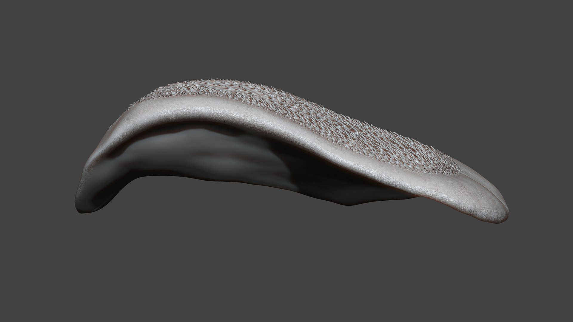 3D Cat Mouth ZBrush Sculpt Model - TurboSquid 1770269