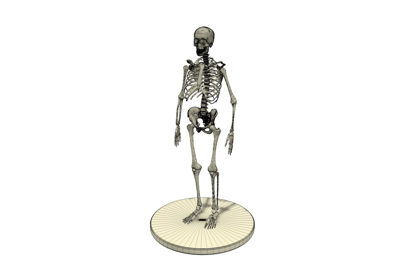 Skeleton Anatomy 3D Model - TurboSquid 1462468