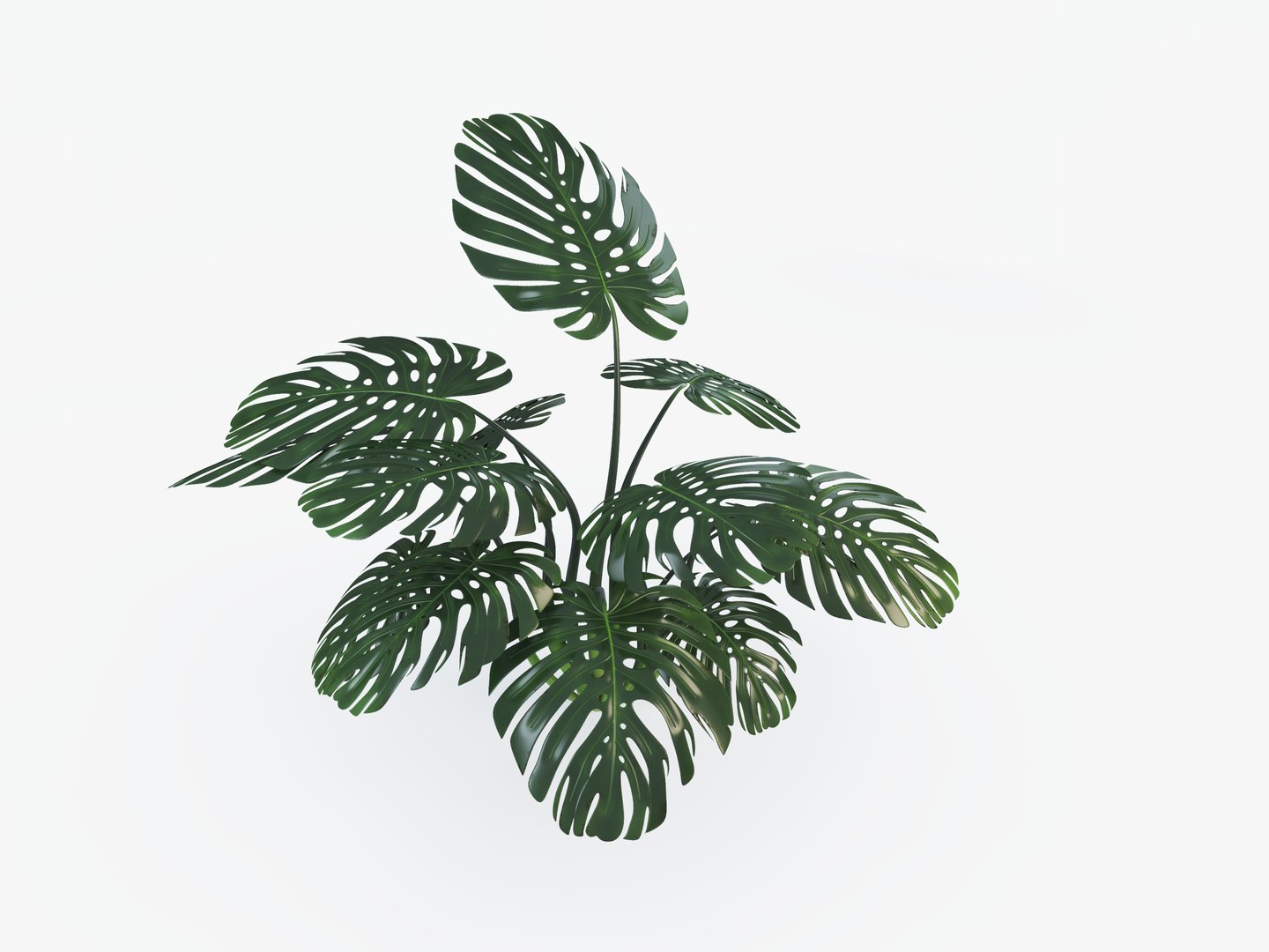 Deliciosa Monstera 3D Model - TurboSquid 1383260