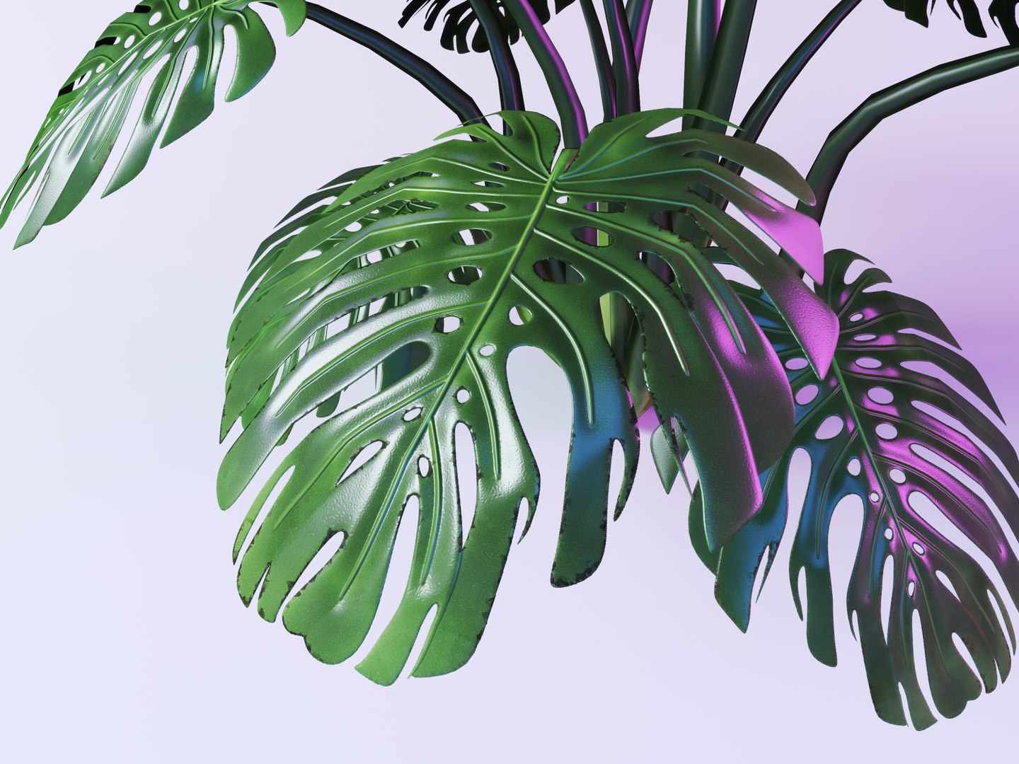 Deliciosa Monstera 3D Model - TurboSquid 1383260