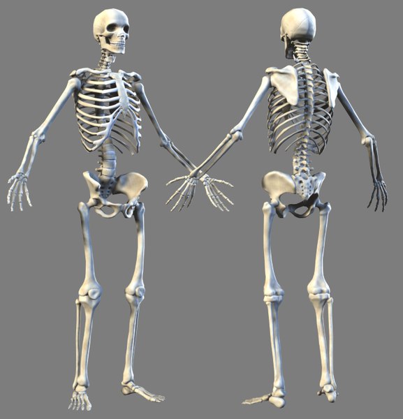 realistic skeleton anatomy max