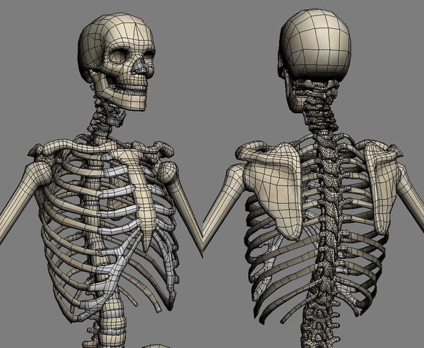 realistic skeleton anatomy max