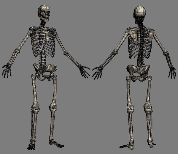 realistic skeleton anatomy max