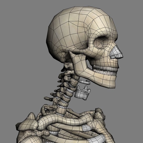 realistic skeleton anatomy max