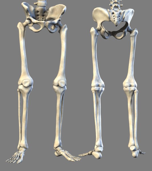 realistic skeleton anatomy max