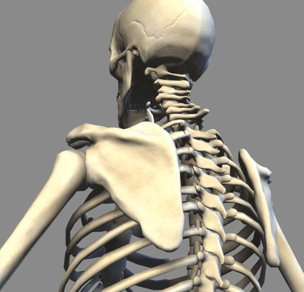 realistic skeleton anatomy max