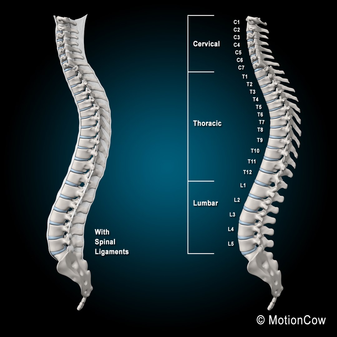 Human Spine 3d Xsi