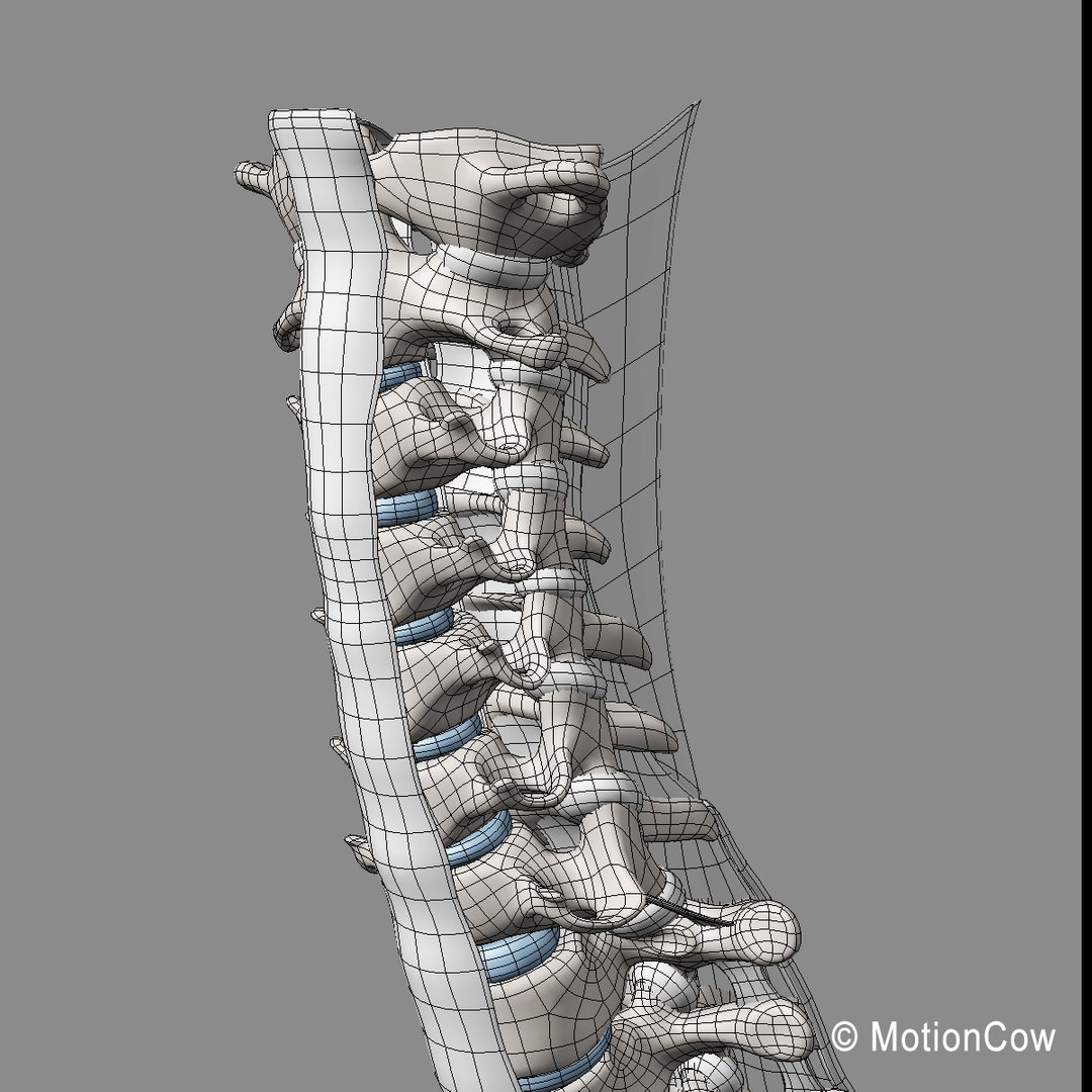 Human Spine 3d Xsi