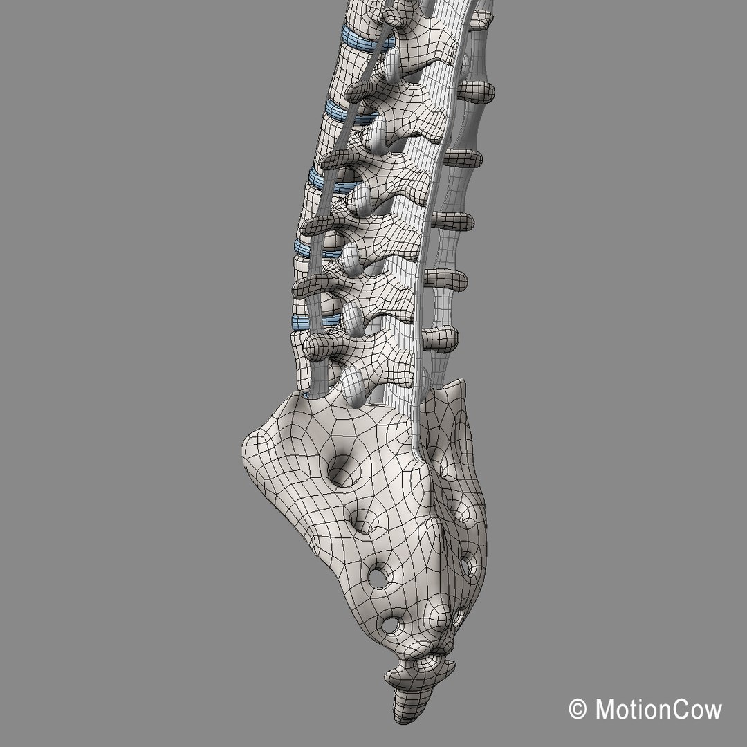 Human Spine 3d Xsi