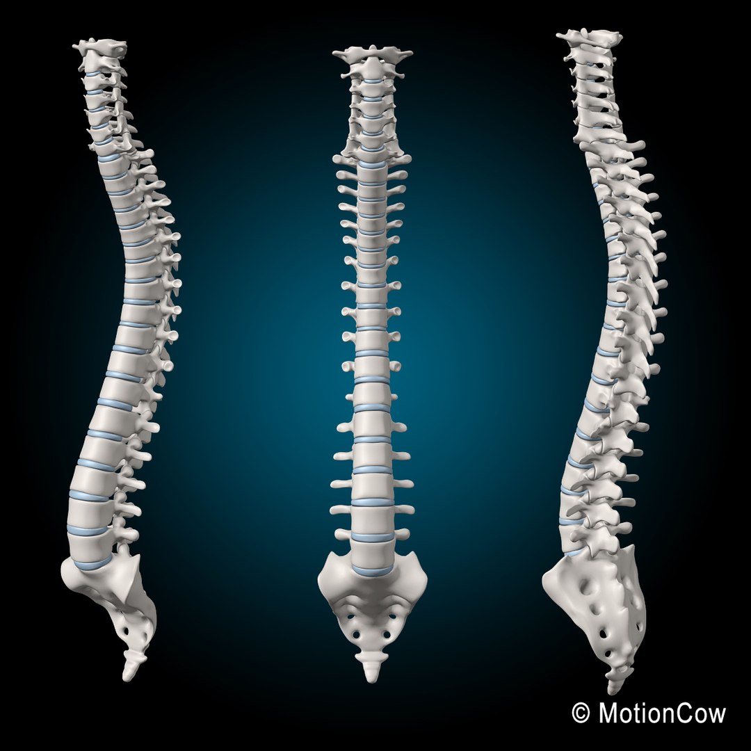 Human Spine 3d Xsi