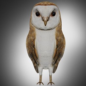 Barn Owl 3D Models for Download | TurboSquid