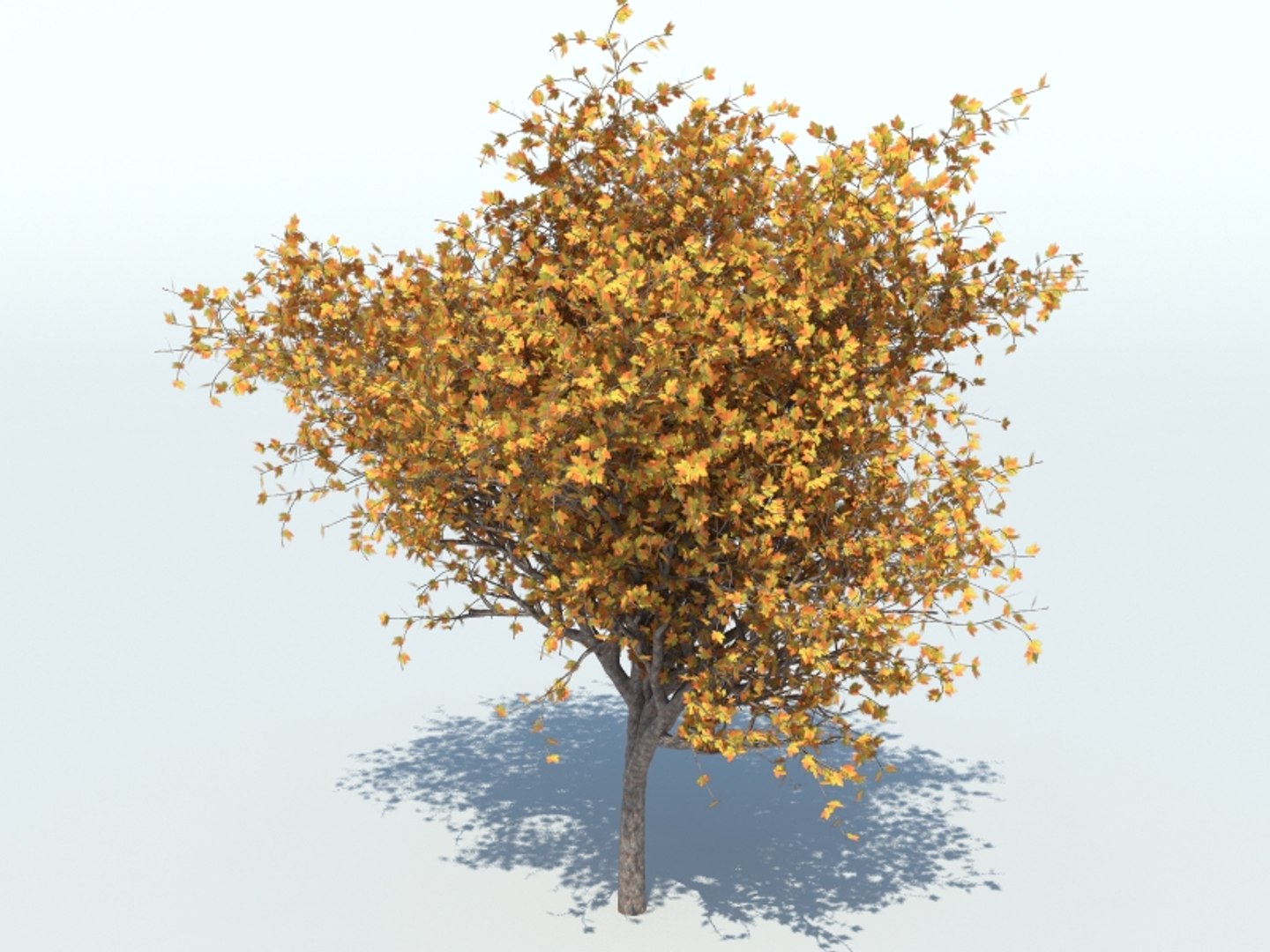 3d Model Realistic Maple Tree