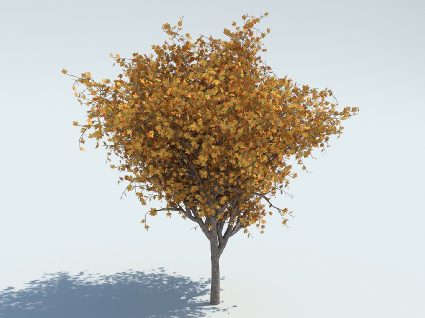 3d Model Realistic Maple Tree