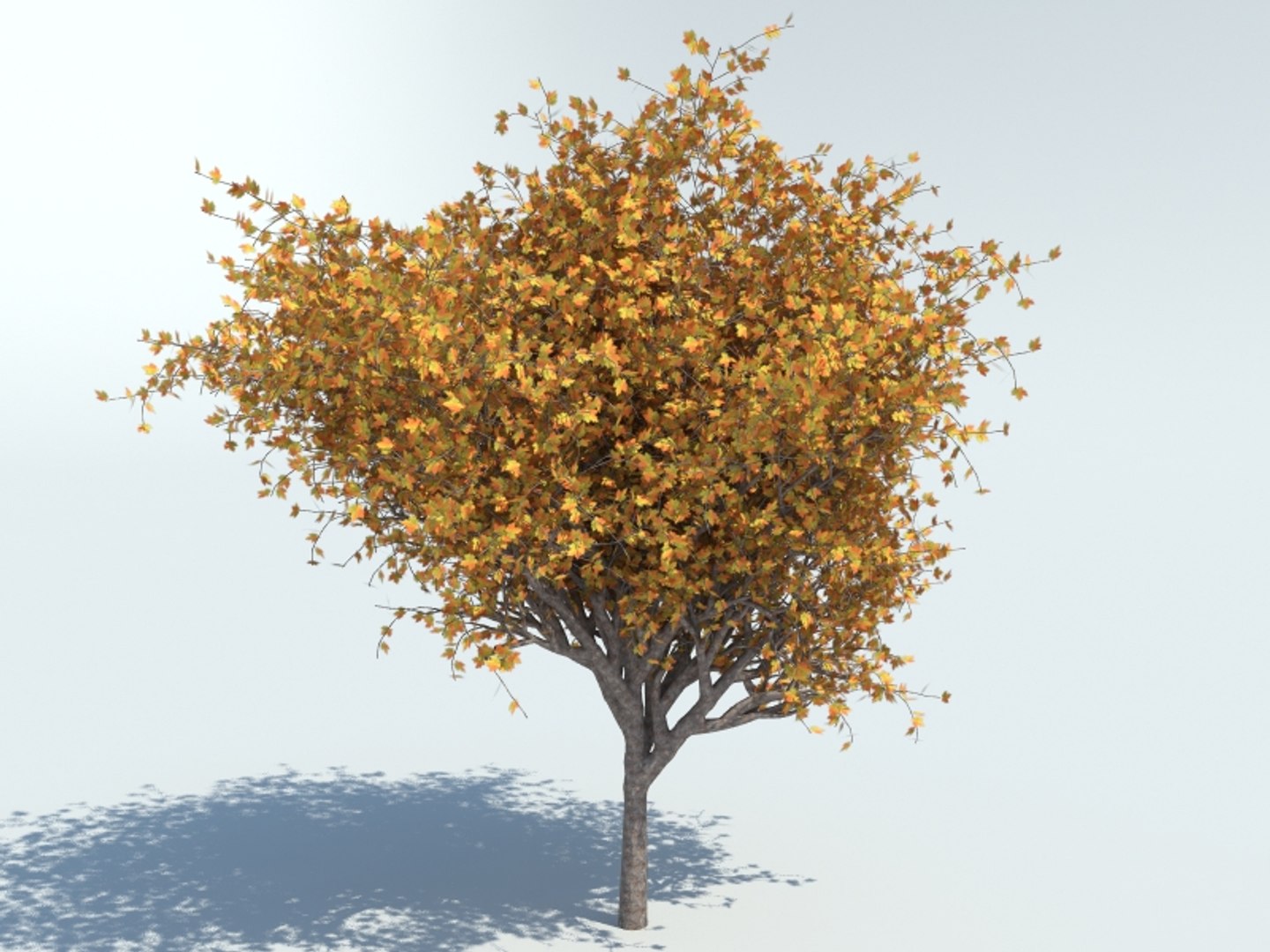 3d Model Realistic Maple Tree