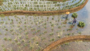 Rice Field 3D Models for Download | TurboSquid