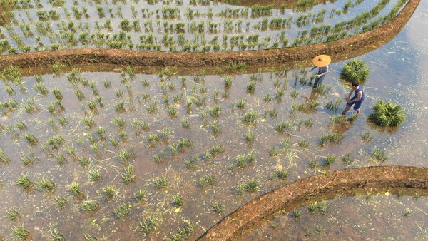 Rice Field 3D Models for Download | TurboSquid