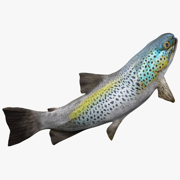 3D Trout Models | TurboSquid