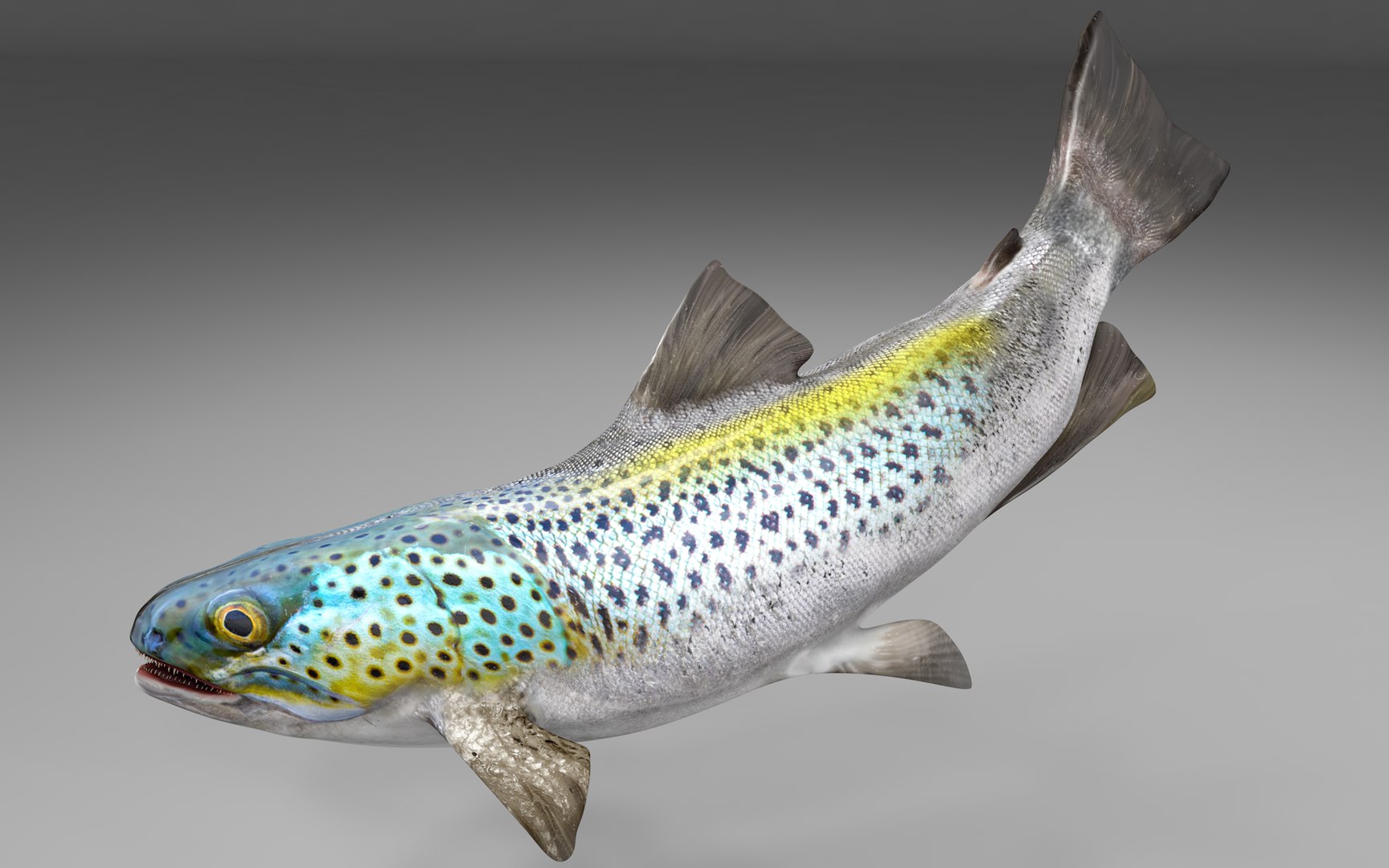 3D Model TROUT L1444 - TurboSquid 2066981