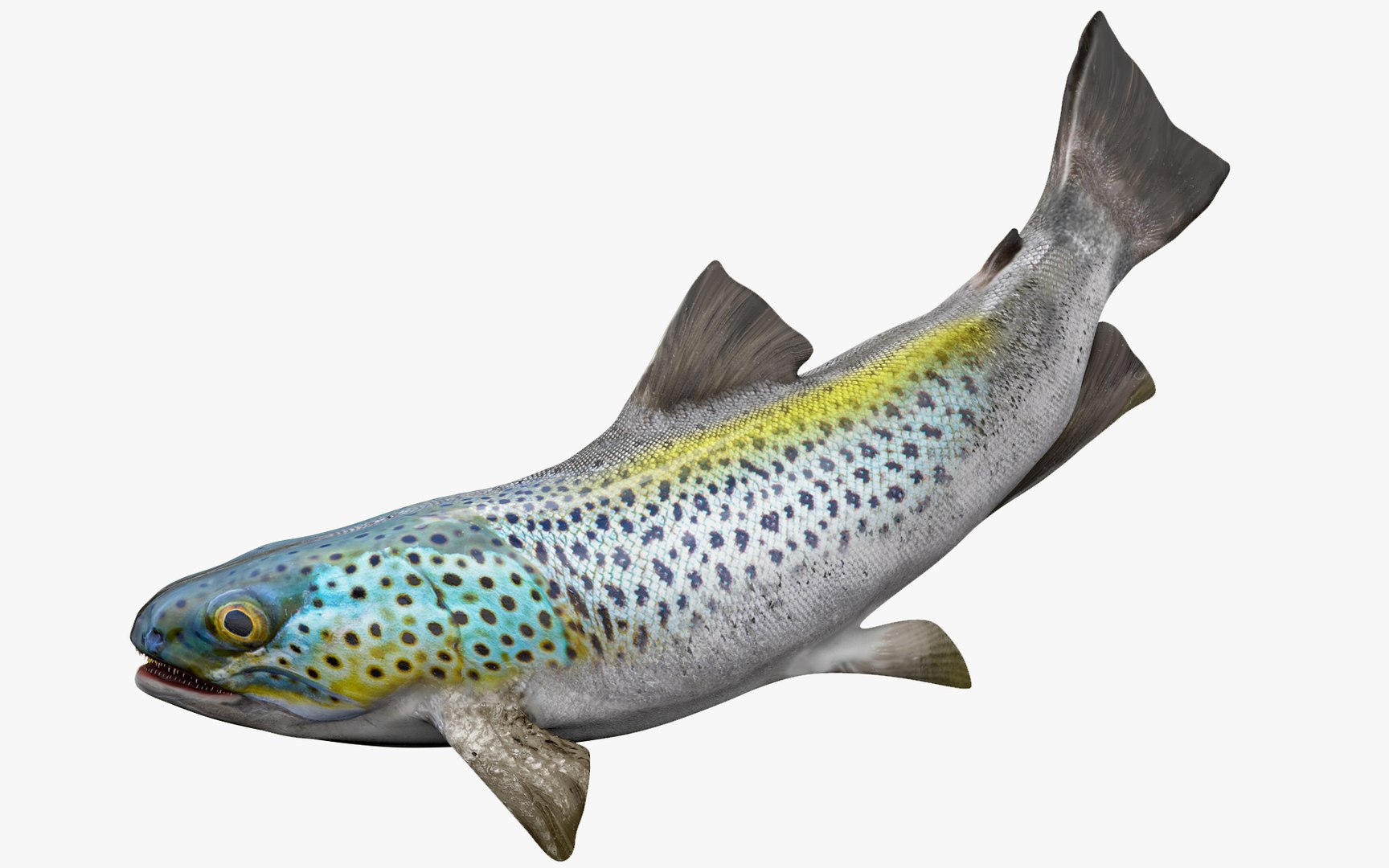 3D Model TROUT L1444 - TurboSquid 2066981